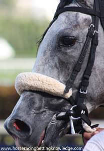 Horse Shadow Rolls - Horse Racing Betting Knowledge